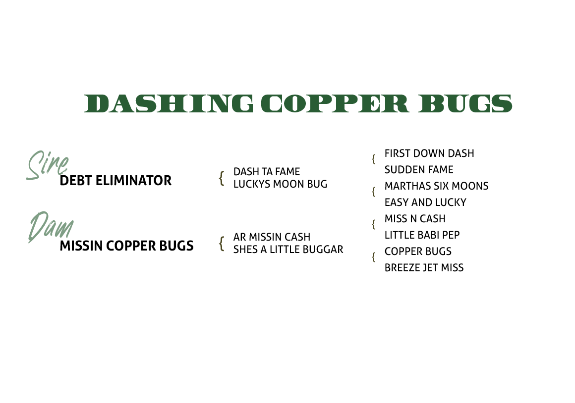 Dashing Copper Bugs – CASH$ Horse Sale