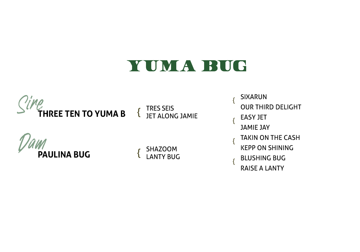Yuma Bug – CASH$ Horse Sale