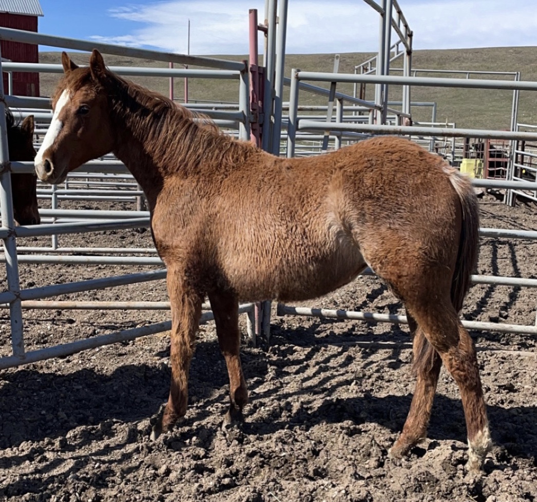 CASH$ Horse Sale – Cut Above Superior Horse $ale