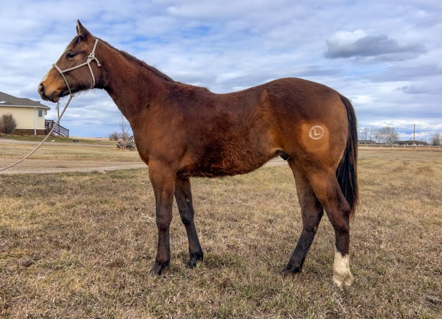 CL Quick James JR – CASH$ Horse Sale